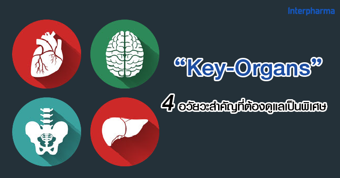 “Key-Organs” 4 อวัยวะสำคัญที่ต้องดูแลเป็นพิเศษ - Interpharma Group