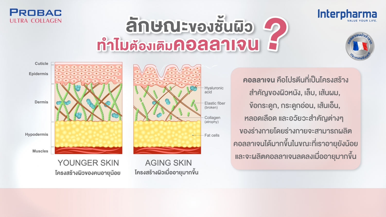 PROBAC Ultra Collagen คืนผิวสวยใสไร้ริ้วรอย ดูอ่อนกว่าวัย - Interpharma ...